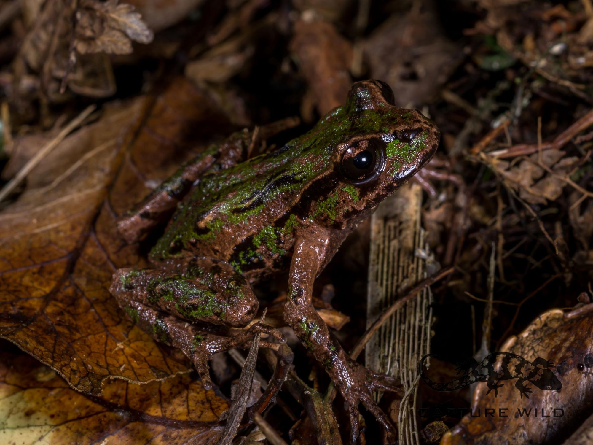 Leiopelma archeyi | NZHS